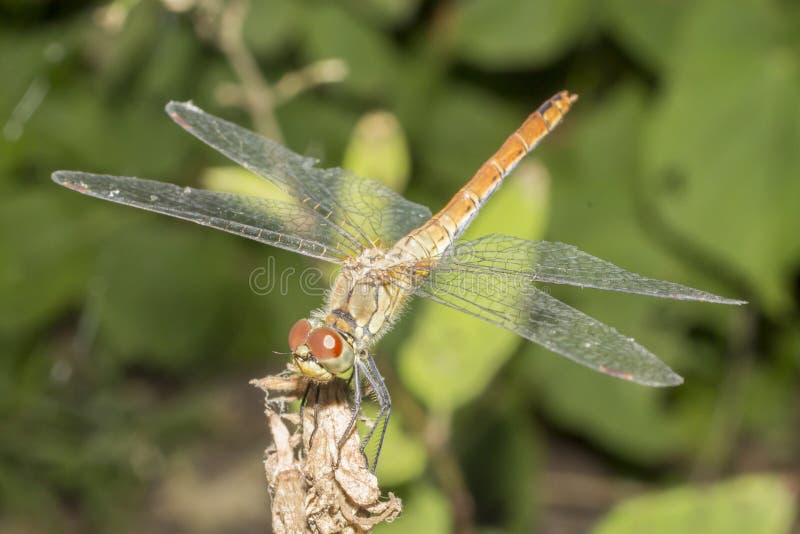 Brown dragonfly stock photo. Image of wing, nature, speed - 1347166