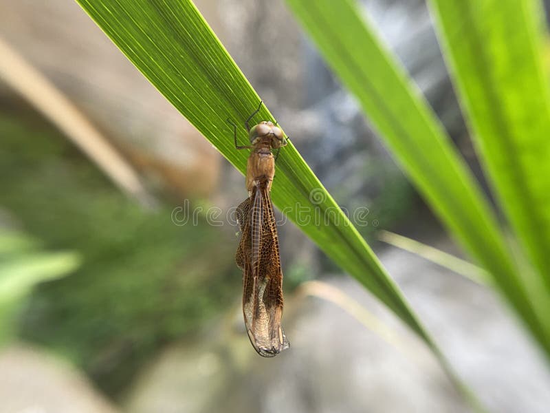 Brown Dragonfly Perched on a Leaf Stock Photo - Image of single ...