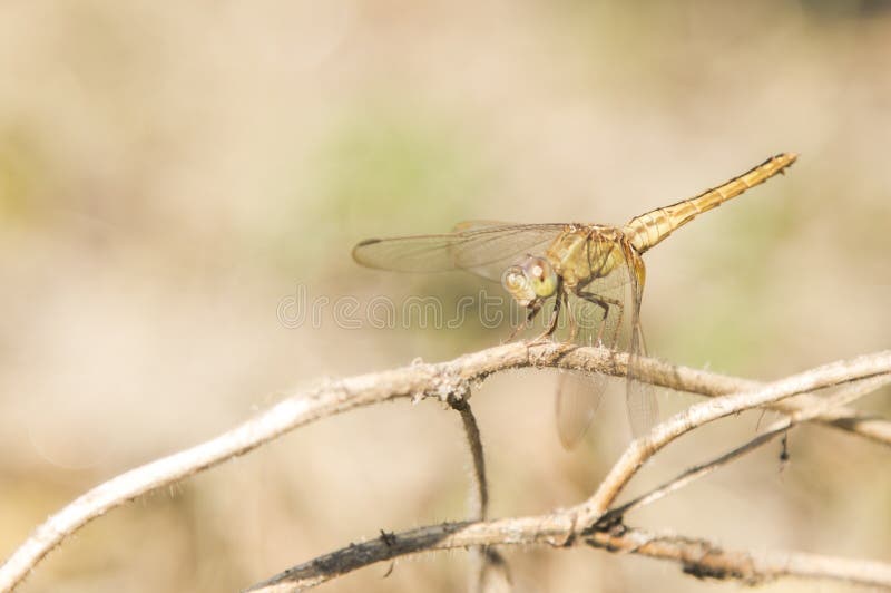 Brown Dragonfly Perched On Brown Stem Picture. Image: 114943985