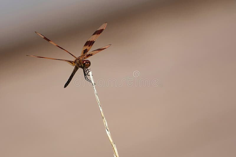 Brown dragonfly on a reed stock image. Image of macrophotography ...