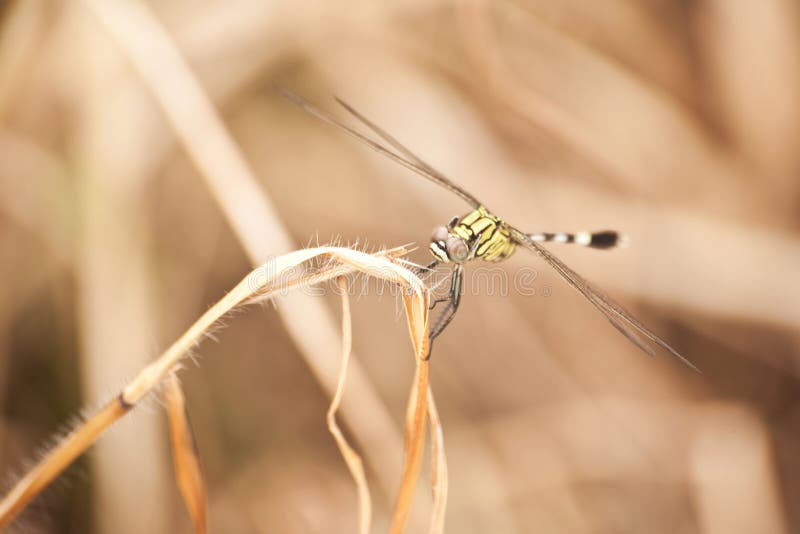 Brown dragonfry stock photo. Image of pest, predator - 24247370