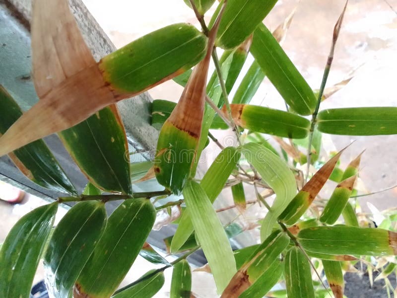 Brown dried bamboo leaves stock image. Image of brown - 274154207