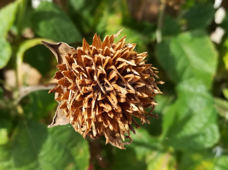 Dried flower stock image. Image of dried, brown, garden - 100109965