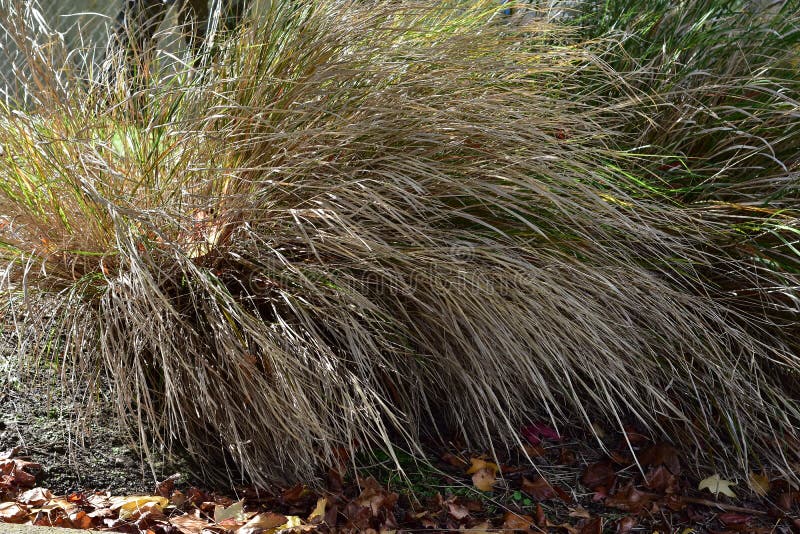 Brown dried grass stock photo. Image of macro, covered - 93266342