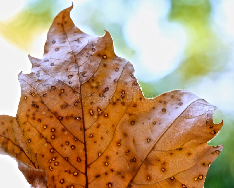Brown dried leaf stock image. Image of tree, leaf, dried - 163754443
