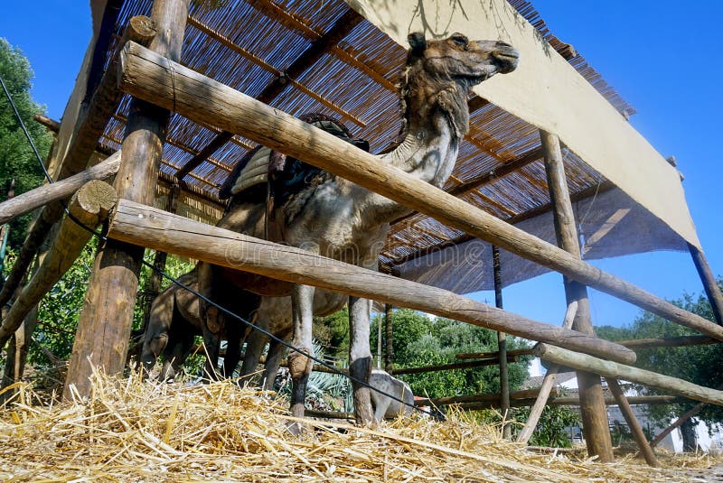 Brown Dromedary Camel in Agafay Desert, Morocco Stock Photo - Image of ...