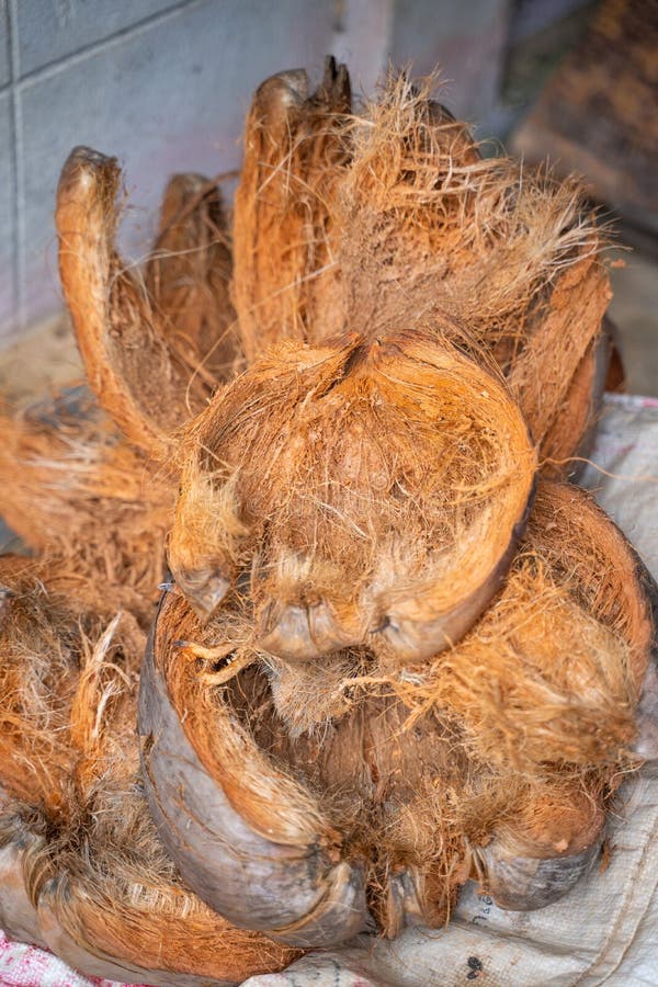 Brown Dry Coconut Peel in Garden Stock Image - Image of peel, fruit ...