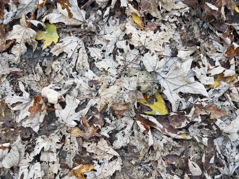 Brown Dry Fallen Leaves Decaying on Ground Stock Image - Image of ...