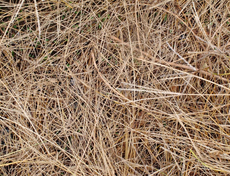 Brown dry grass on ground stock image. Image of spring - 307385879