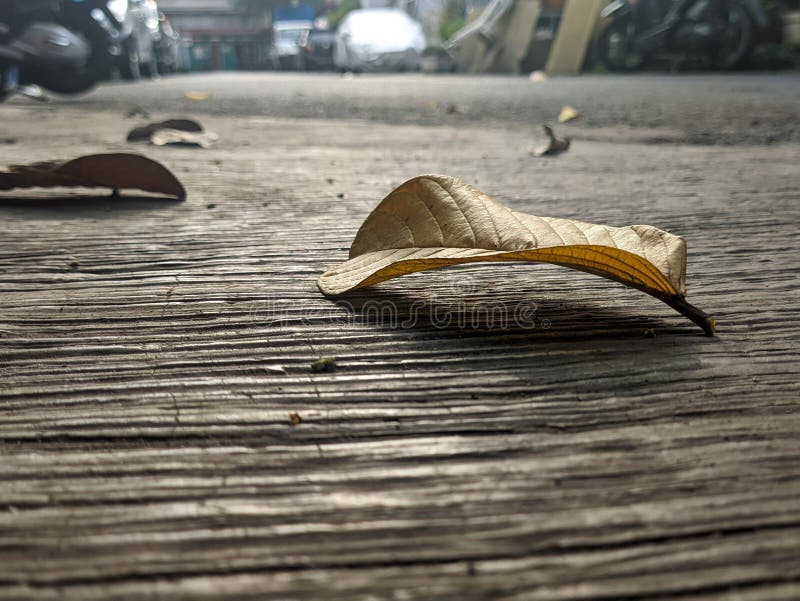 A Brown Dry Leaf on the Street Stock Image - Image of leaf, colorful ...