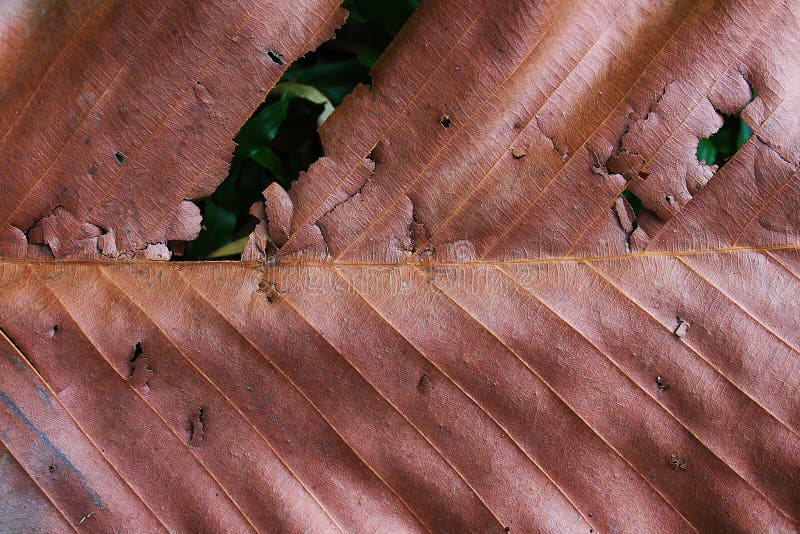 Brown Tear Cardboard on Old Wooden Floor. Stock Image - Image of paper ...