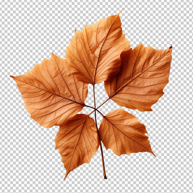 Brown Dry Leaves Isolated on Transparent Background Stock Illustration ...