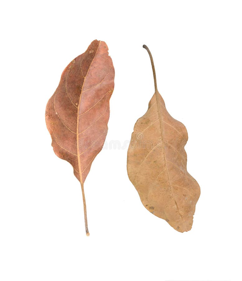 Brown Dry Leaves Isolated on White Background Stock Photo - Image of ...