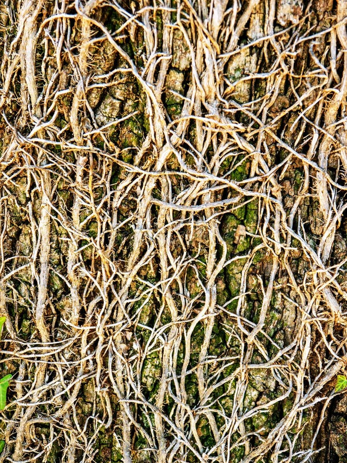 Dry Liana Weave on Tree Bark Texture Flat View Stock Image - Image of ...