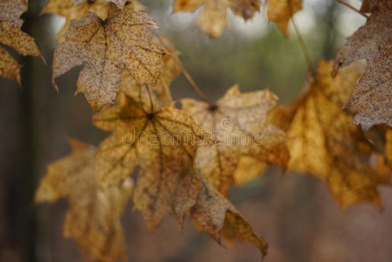 Brown Maple Leaves on a Tree Close Up with Sunlight Stock Image - Image ...