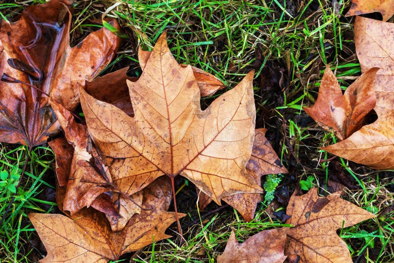 Brown Dry Maple Leaves Fallen on the Ground Stock Photo - Image of ...