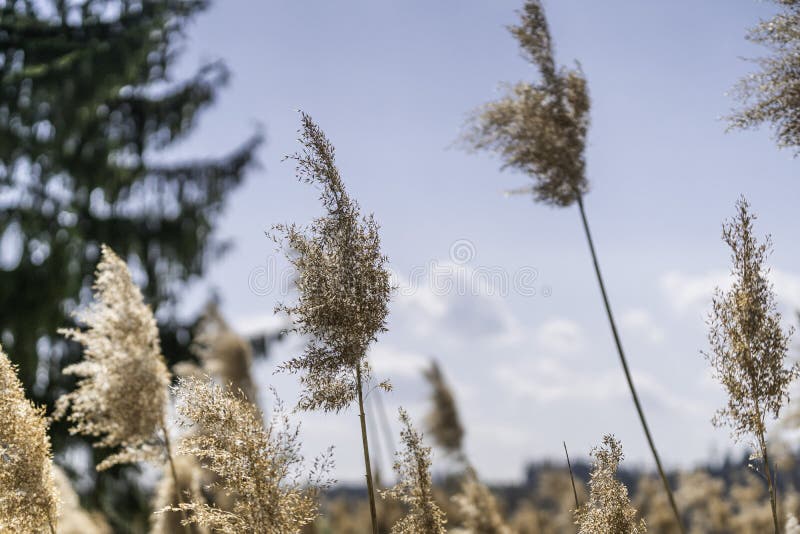 Brown Dry Reed with Down Above - Depth of Field Stock Image - Image of ...