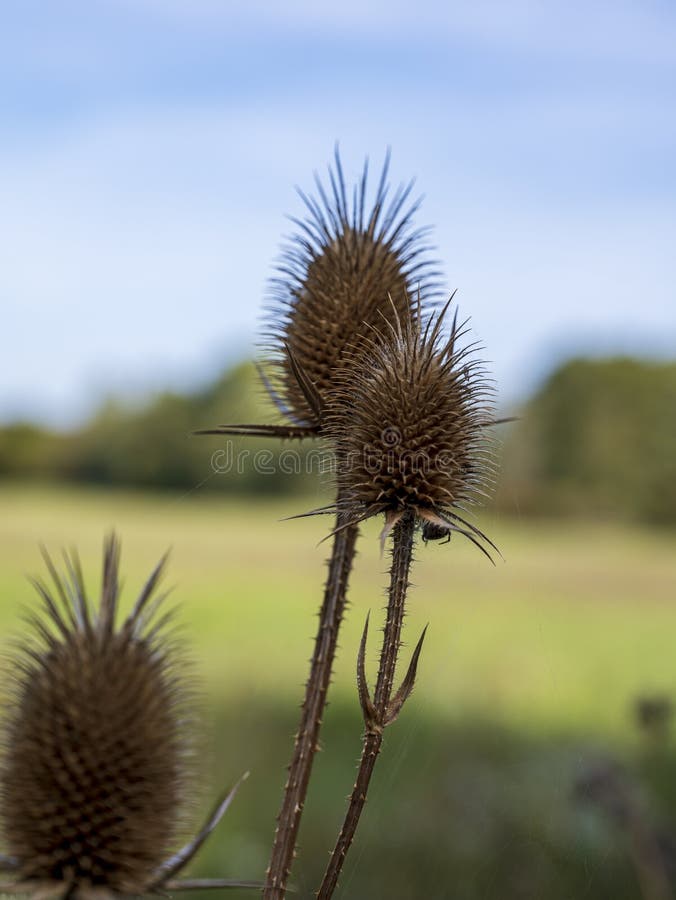 Brown Dry Spiky Flower of Dipsacus Plant with Blurred Background Stock ...