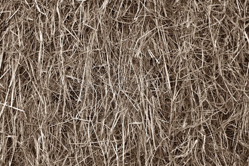 Detail brown dry straw stock photo. Image of stack, crop - 137708126