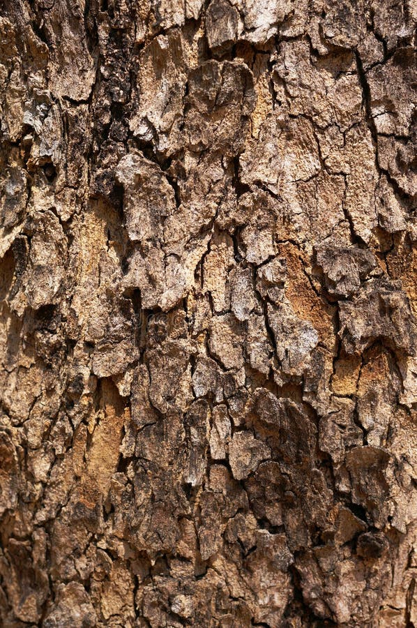 Dried Tree Bark Tuxture Stock Photos - Free & Royalty-Free Stock Photos ...