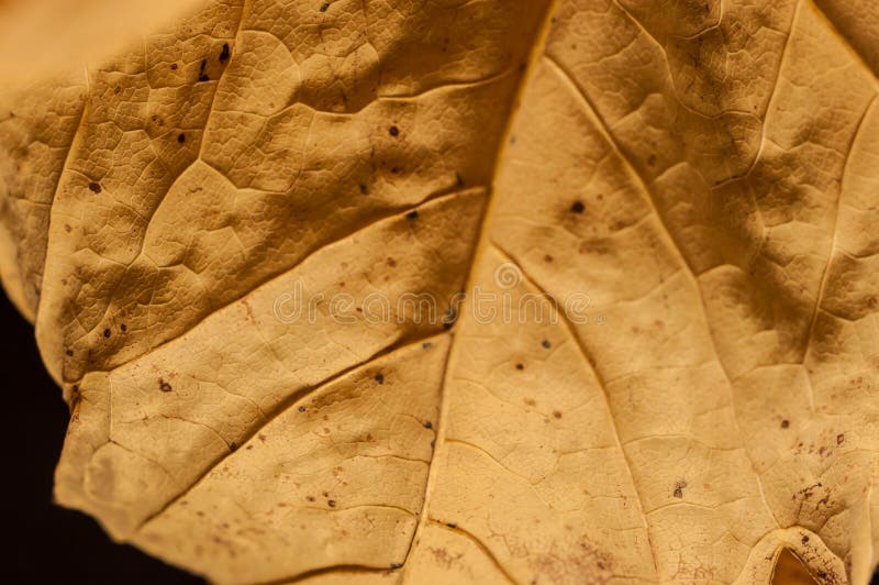 Brown and dry tree leaf stock photo. Image of macro - 177898186