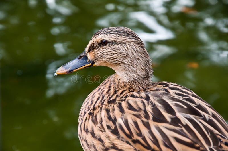 Brown duck stock image. Image of anas, brown, profile - 11187869