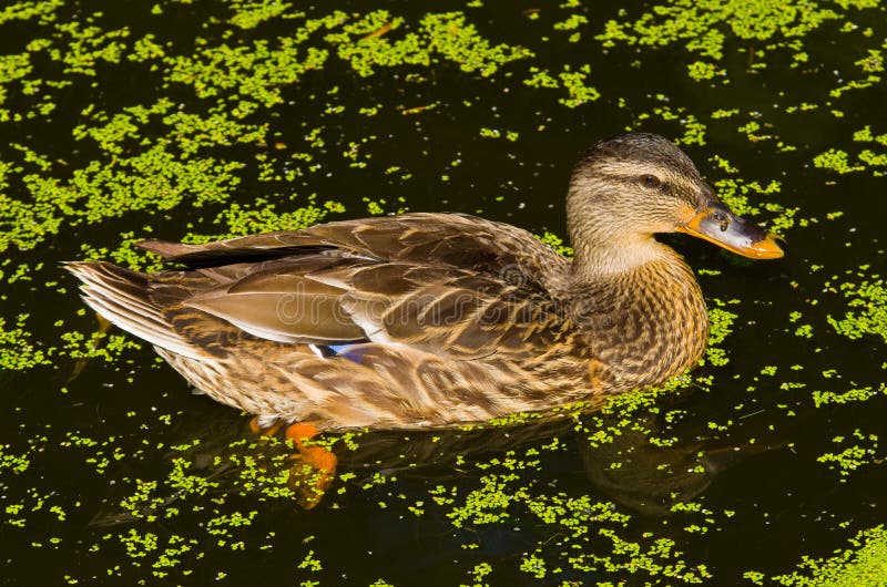 Brown Duck stock image. Image of colors, nature, swimming - 21092587