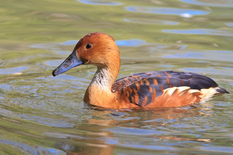 Brown duck stock image. Image of natural, beautiful, duck - 24483283