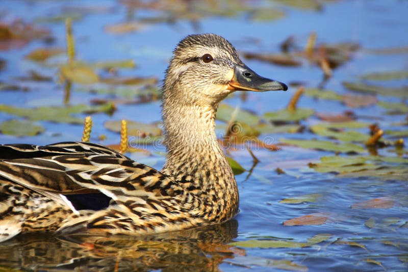 Brown duck. stock photo. Image of blue, agriculture - 118243502