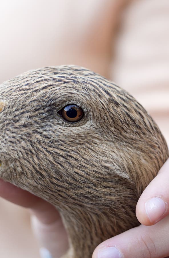 Brown duck eye stock photo. Image of fowl, foot, animal - 36172164
