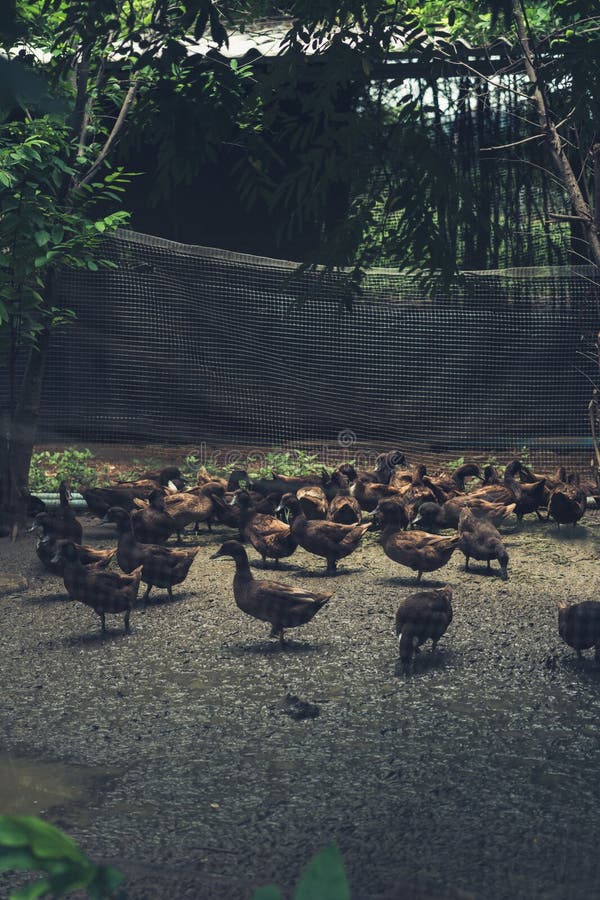 Brown duck in farm stock image. Image of bird, livestock - 337187587