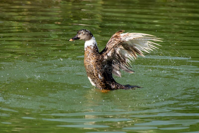 Duck Making a Splash on a Lake Stock Image - Image of bird, cute: 137751835