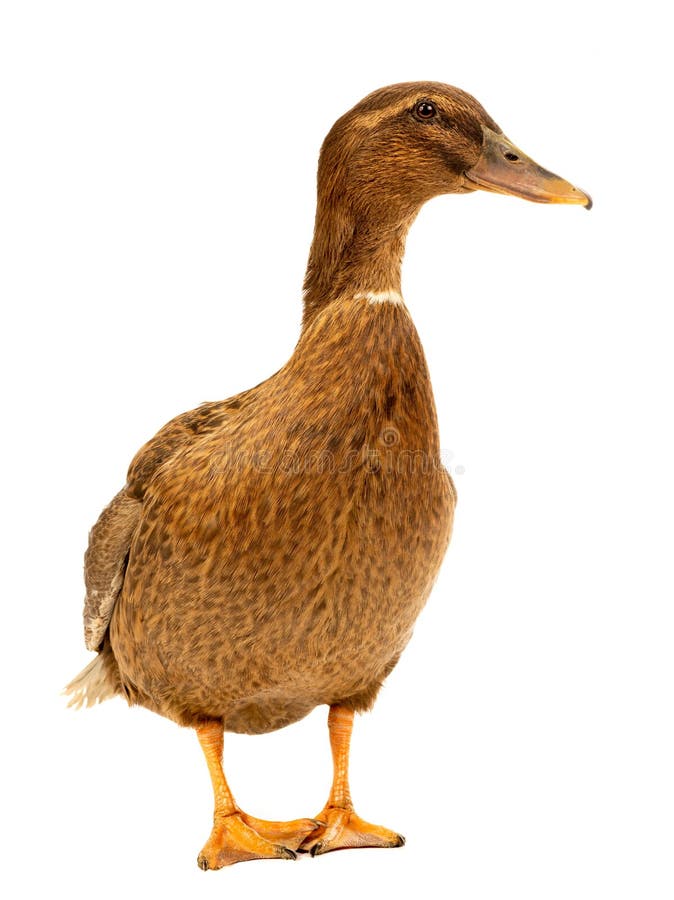 Brown Khaki Campbell Duck on a White Background Stock Image - Image of ...