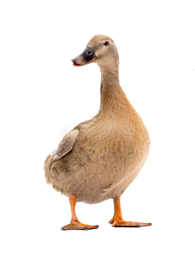 Brown Duck Isolated on a White Stock Photo - Image of five, wildlife ...