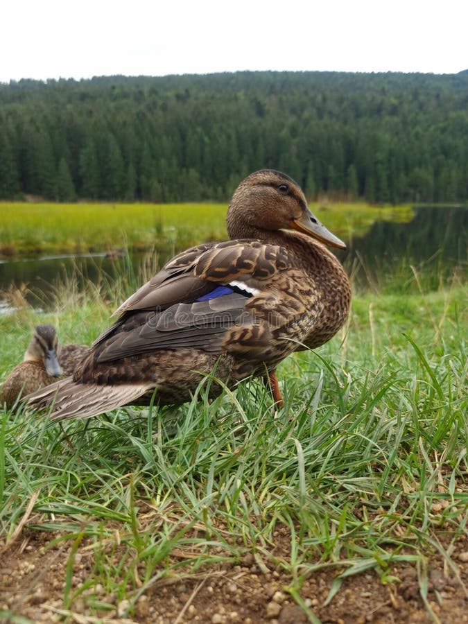 Brown duck on the lawn stock image. Image of environment - 256750595