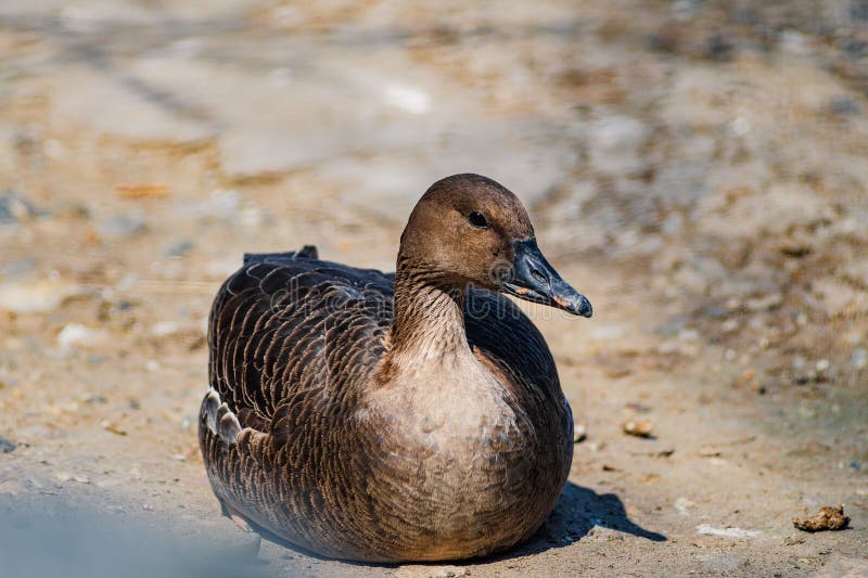A Duck Basks in the Bright Rays of the Sun Stock Photo - Image of ...