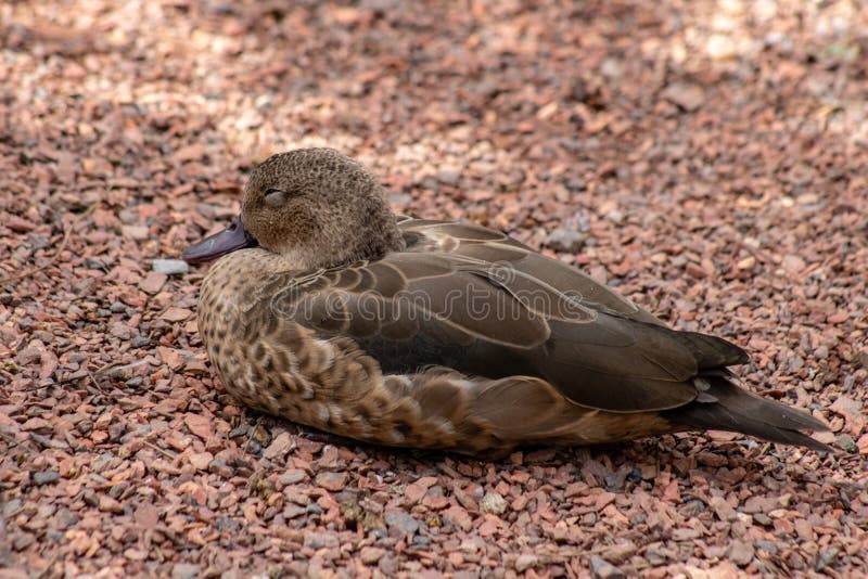 Brown duck stock image. Image of animal, beak, adult - 134889653