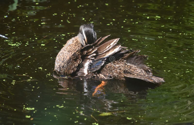Brown Duck with a Black Tipped Feathers on His Tail Stock Photo - Image ...