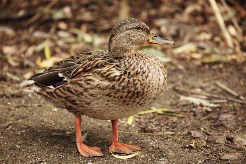Brown duck stock image. Image of plumage, portrait, exotic - 53317431