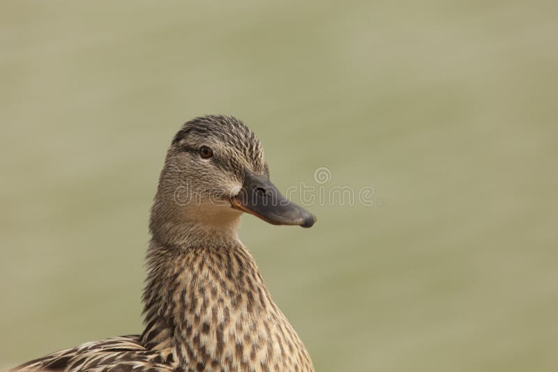 Brown duck stock photo. Image of plumage, portrait, exotic - 53954998