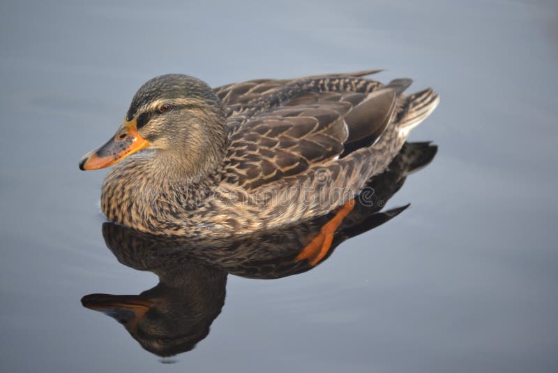 Brown Duck with Reflection stock image. Image of brown - 48758925