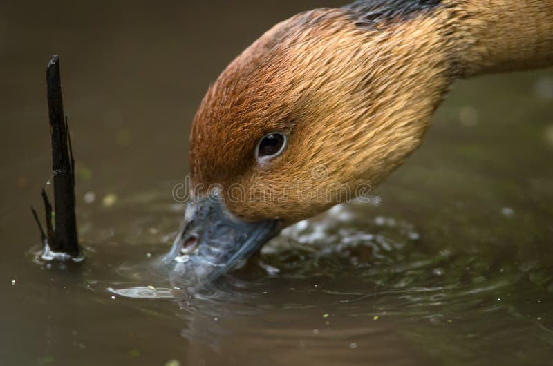 Brown Duck S Face Drinking Water Stock Image - Image of animal, nature ...
