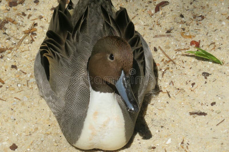 Duck on the sand stock photo. Image of nature, wildlife - 86462100