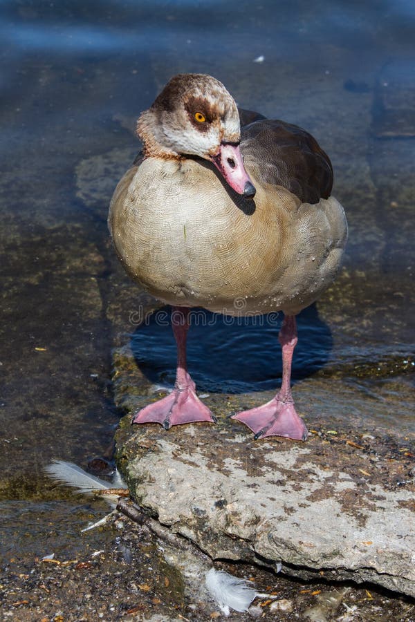 Brown Duck Standing on Pond Edge Stock Image - Image of orange, bank ...