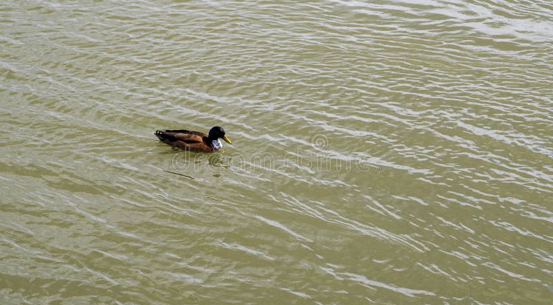 Brown duck swims in water stock photo. Image of beauty - 297007528
