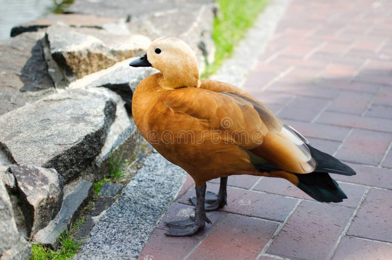 The Brown Duck Walking Alone on the Ground Stock Image - Image of ...