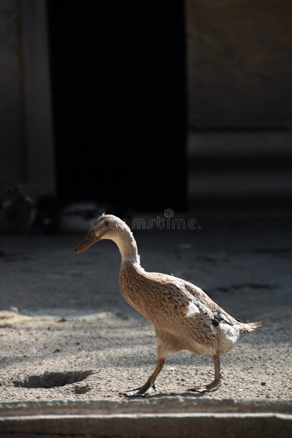 Brown Duck Walking on Sunlit Ground. Brown Duck Strolling on a Sunlit ...
