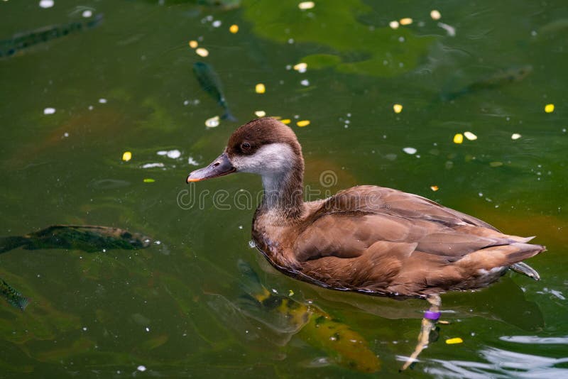 Brown duck on water stock image. Image of full, natural - 368781437