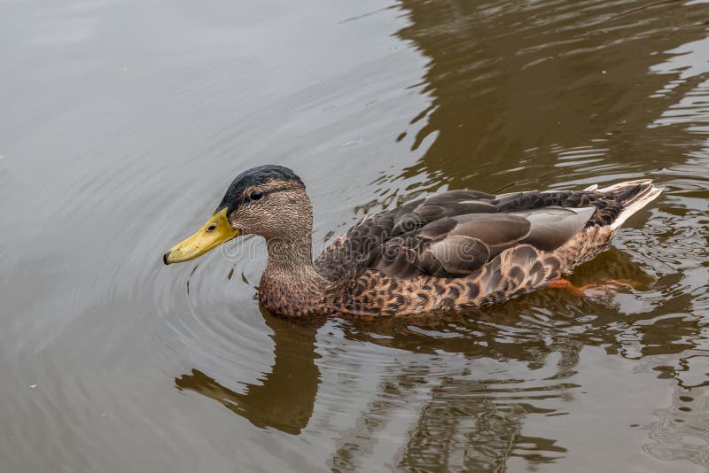 Brown Duck on the Brown Water of the Lake Stock Image - Image of swim ...