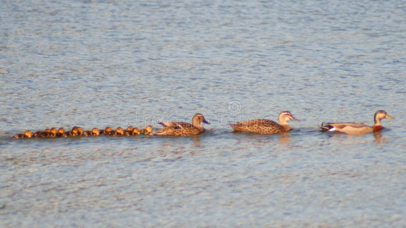 Brown Ducks and Ducklings on the Lake Water in a Line Stock Image ...